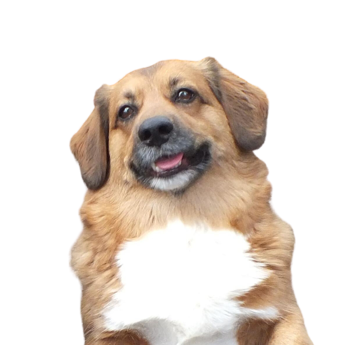 Basshound: Carácter y Actitud - Fotos de Razas de Perros - dogbible