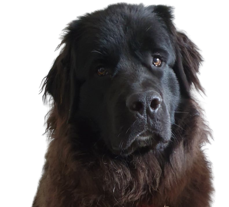 Bernefie: Carácter y Actitud - Fotos de Razas de Perros - dogbible