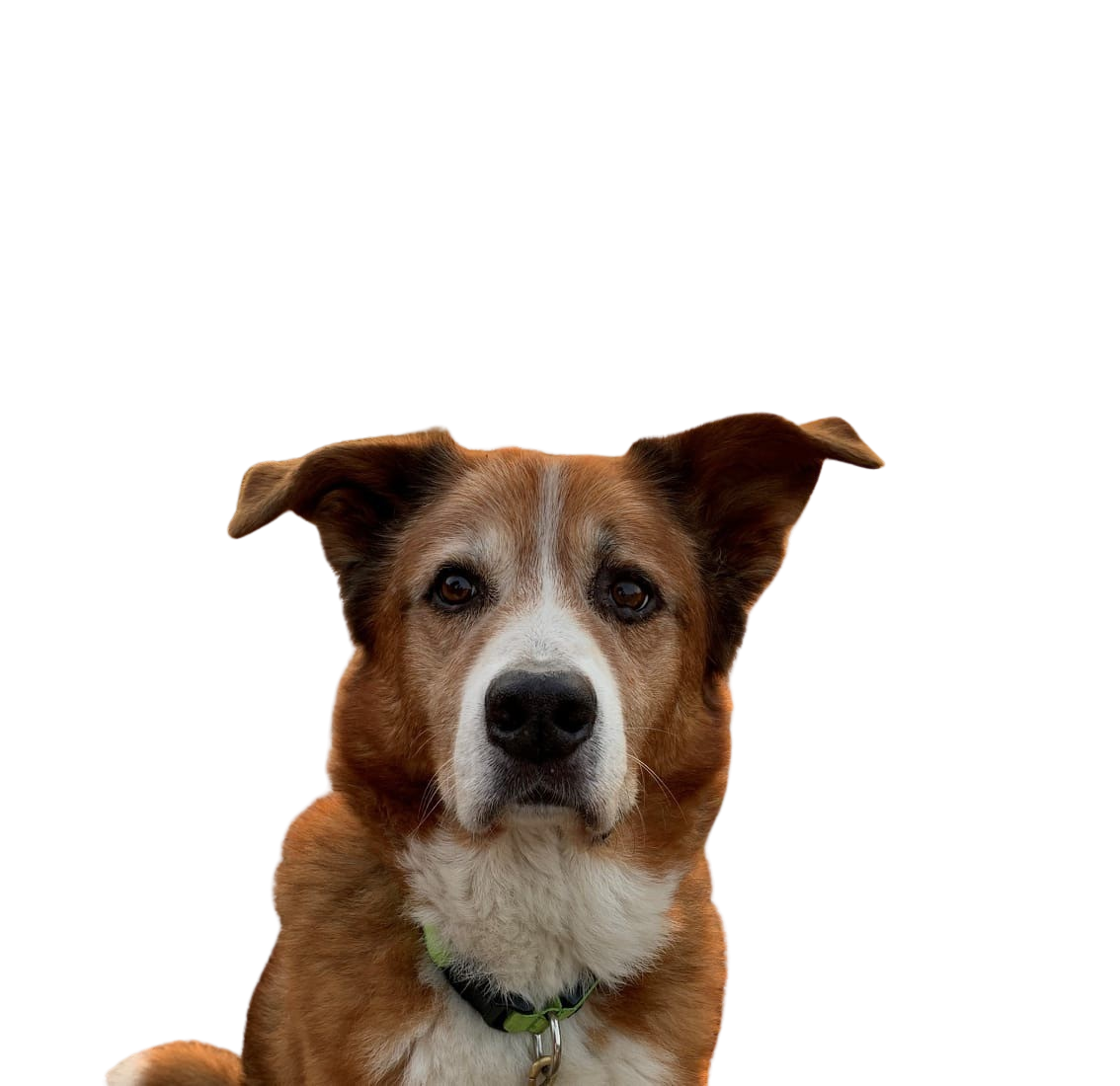 Akita bernés: Carácter y Actitud - Fotos de Razas de Perros - dogbible