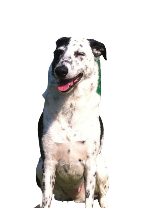 Bodacion: Carácter y Actitud - Fotos de Razas de Perros - dogbible