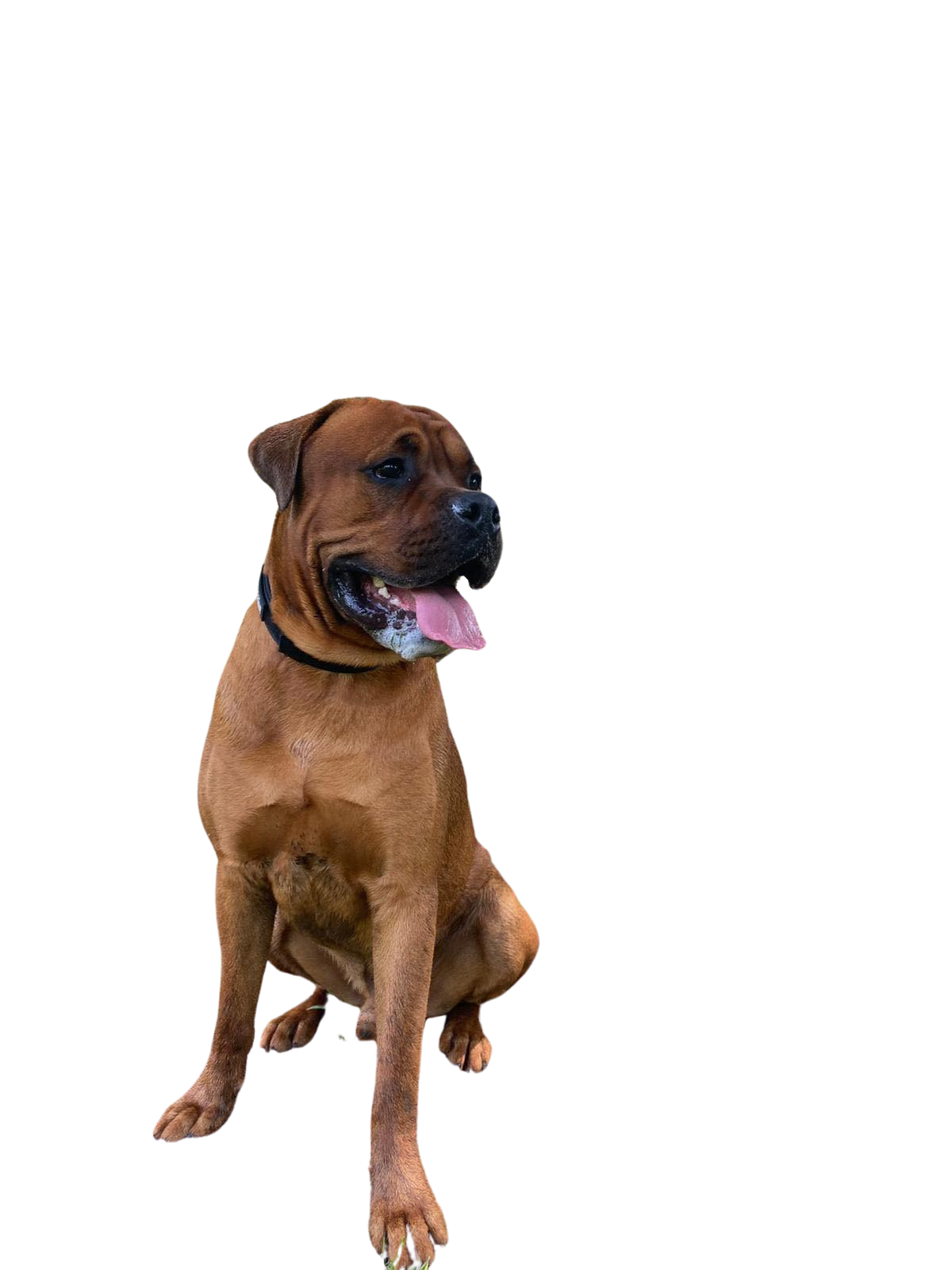 Los Perros Boxer Necesitan Abrigos