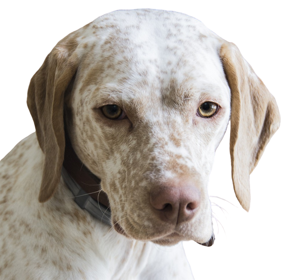 Braco de Borbón: Carácter y Actitud - Fotos de Razas de Perros - dogbible