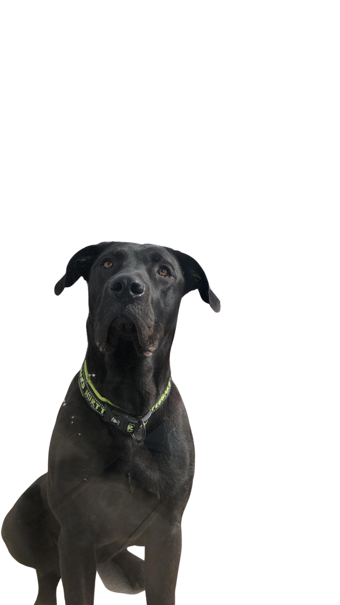 Bullmasador: Carácter y Actitud - Fotos de Razas de Perros - dogbible