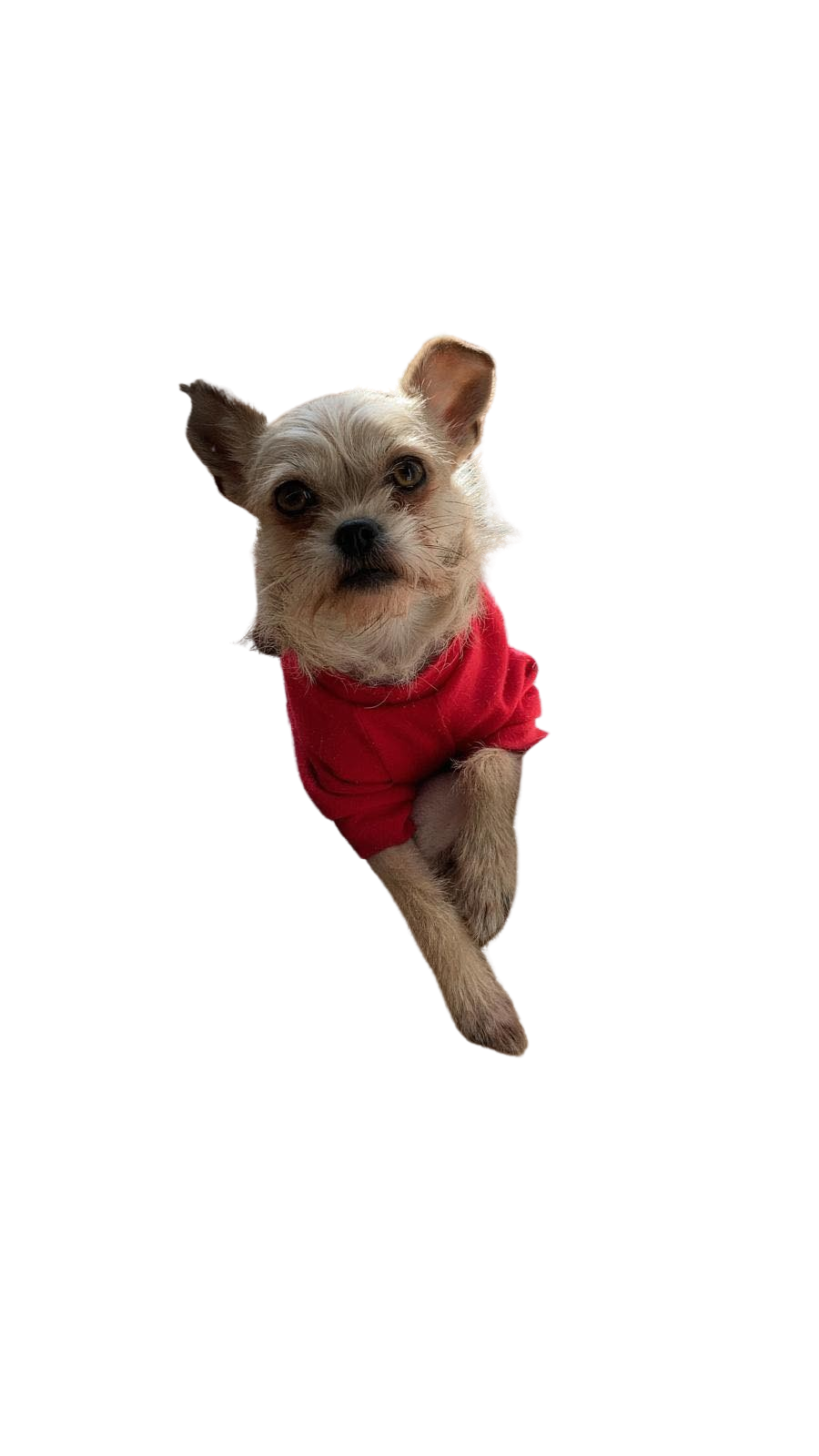 Cheenese: Carácter y Actitud - Fotos de Razas de Perros - dogbible