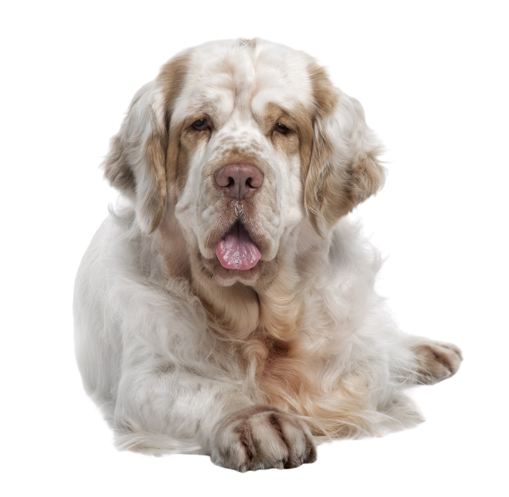 Clumber spaniel: Carácter y Actitud - Fotos de Razas de Perros - dogbible