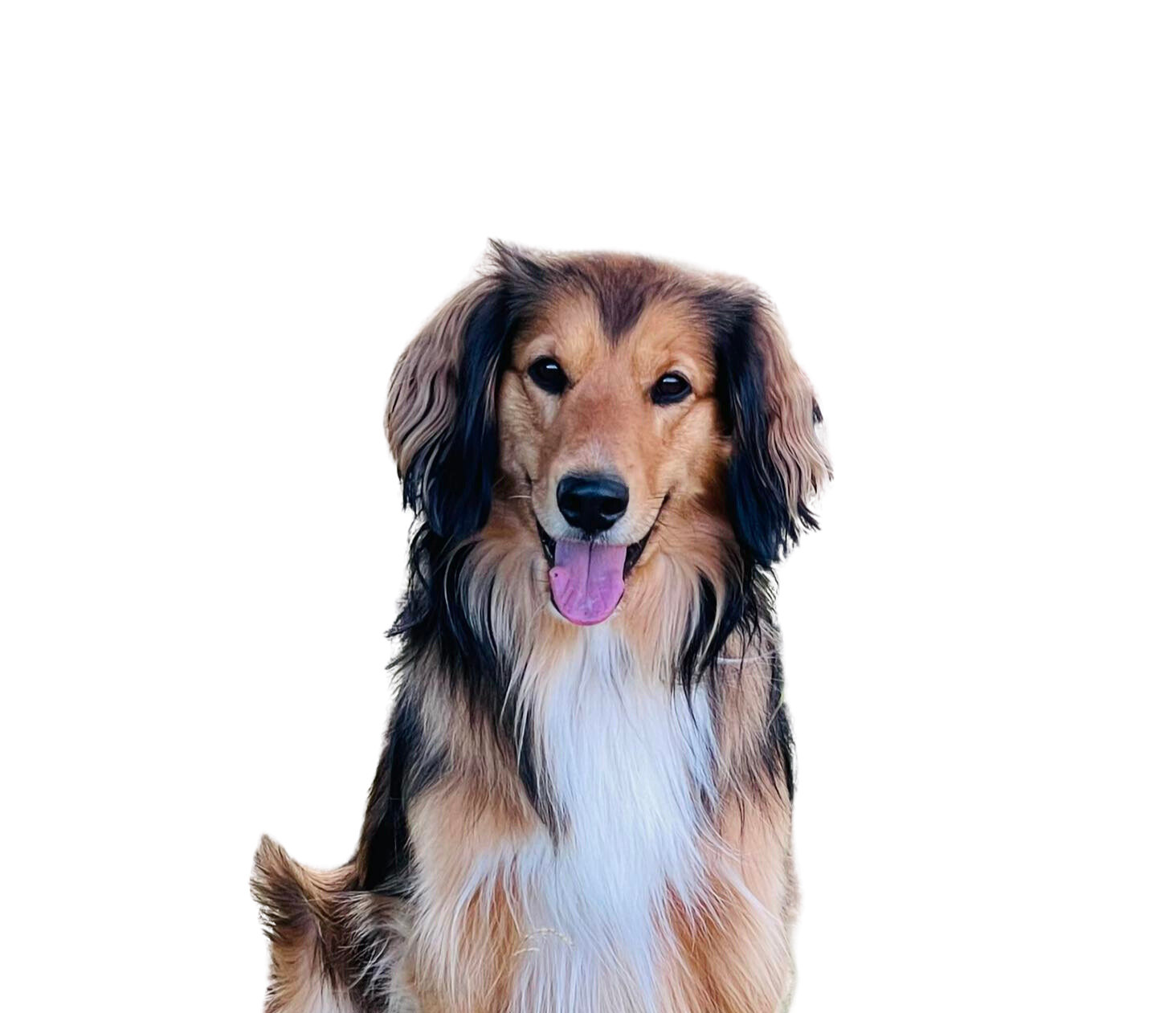 Cocker Spaniel Collie Mix: fotos y descripción de la raza - dogbible