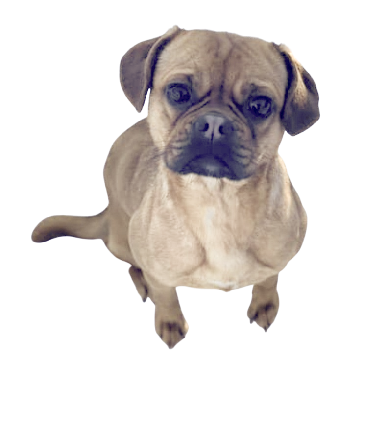 Pug retro: Carácter y Actitud - Fotos de Razas de Perros - dogbible