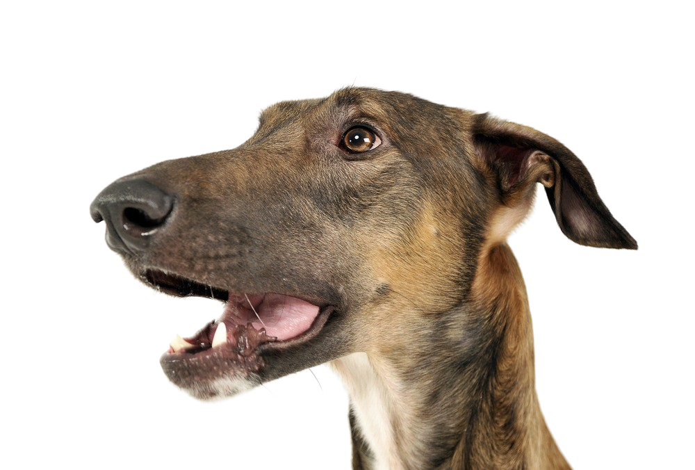 Lebrel polaco: Carácter y Actitud - Fotos de Razas de Perros - dogbible