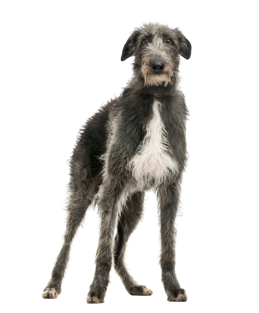 Lebrel escocés: Carácter y Actitud - Fotos de Razas de Perros - dogbible