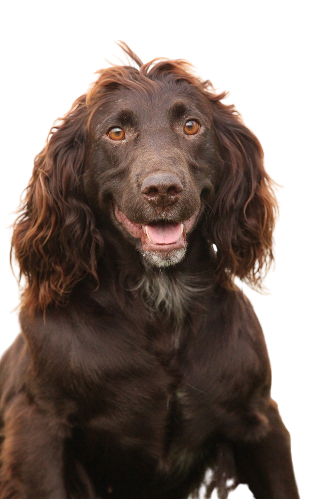 Spaniel alemán: Carácter y Actitud - Fotos de Razas de Perros - dogbible