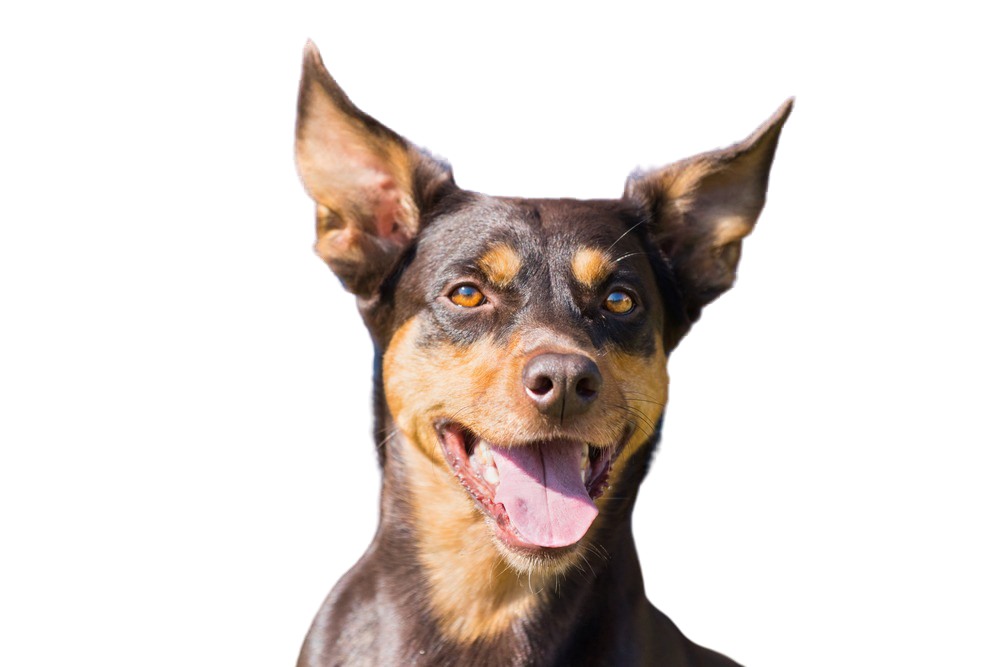 Kelpie australiano: Carácter y Actitud - Fotos de Razas de Perros ...