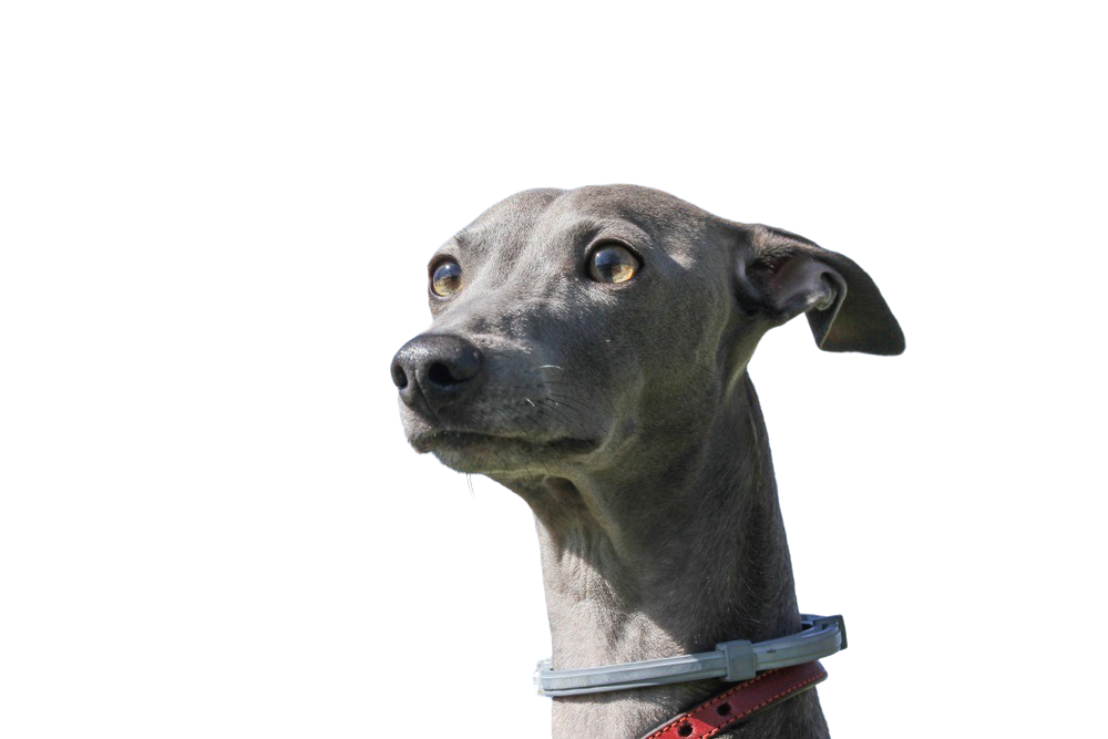 Lebrel húngaro: Carácter y Actitud - Fotos de Razas de Perros - dogbible