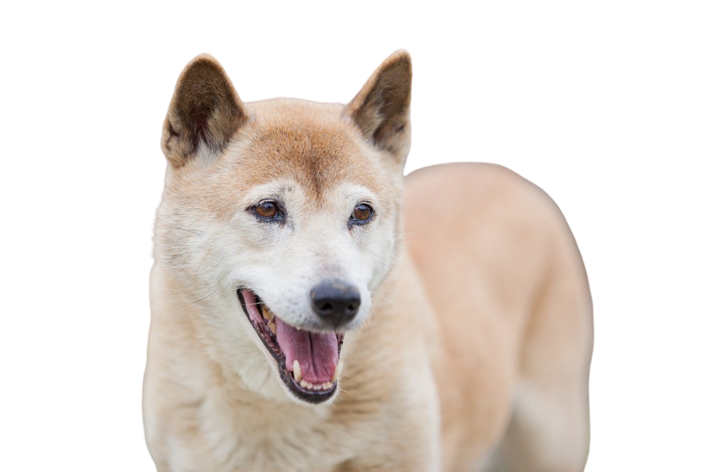 Dingo de Nueva Guinea: Carácter y Actitud - Fotos de Razas de Perros ...