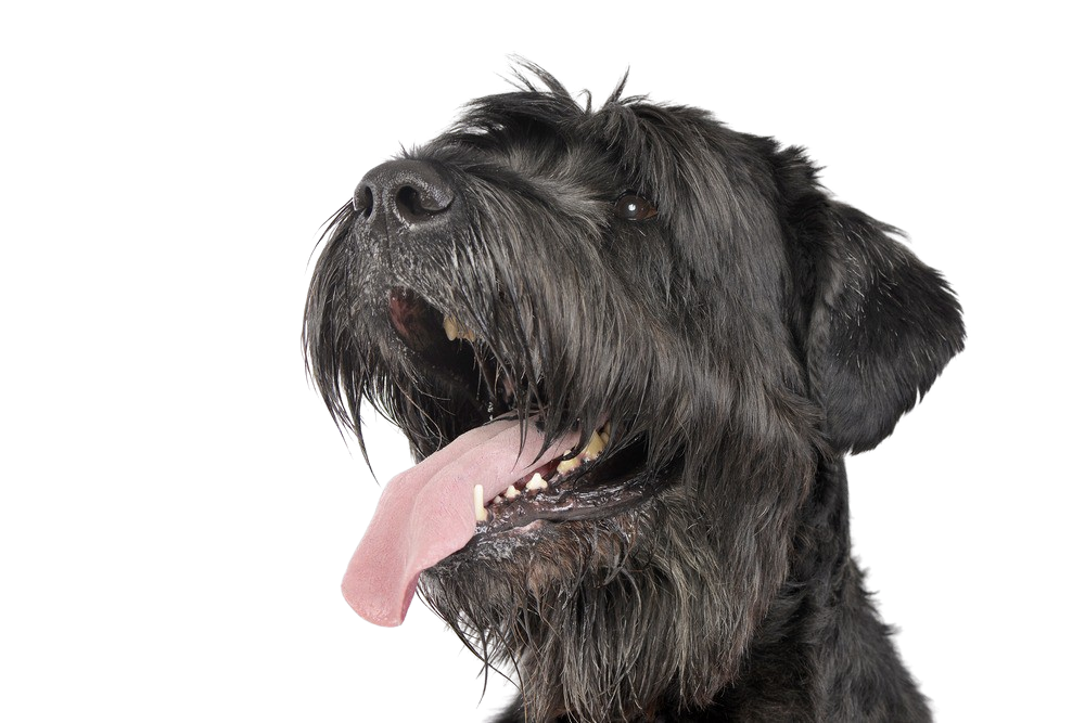 Terrier ruso negro: Carácter y Actitud - Fotos de Razas de Perros ...
