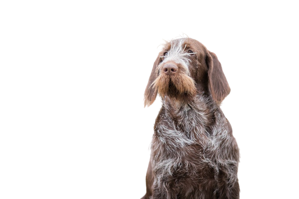 Espinone: Carácter y Actitud - Fotos de Razas de Perros - dogbible
