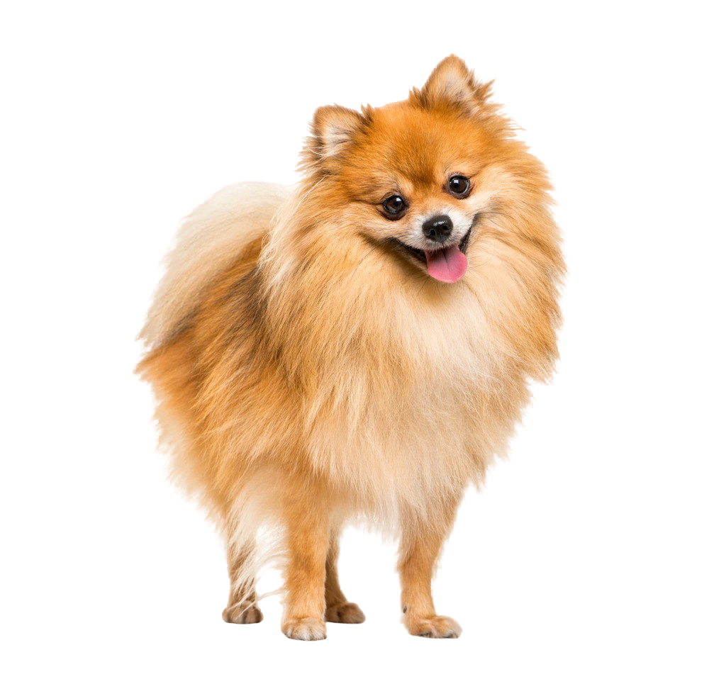 Spitz enano alemán: Carácter y Actitud - Fotos de Razas de Perros ...