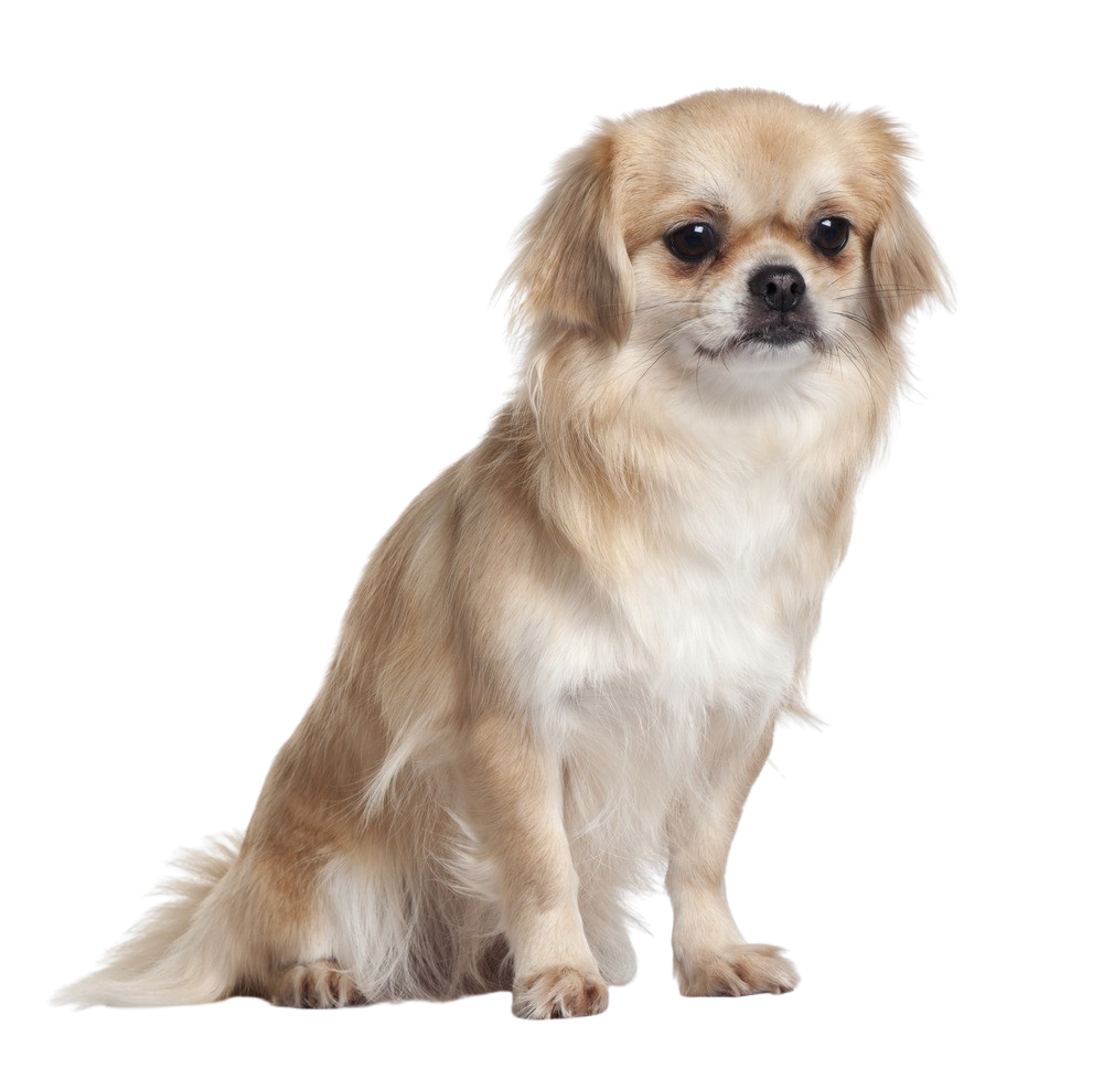 Spaniel tibetano: Carácter y Actitud - Fotos de Razas de Perros - dogbible