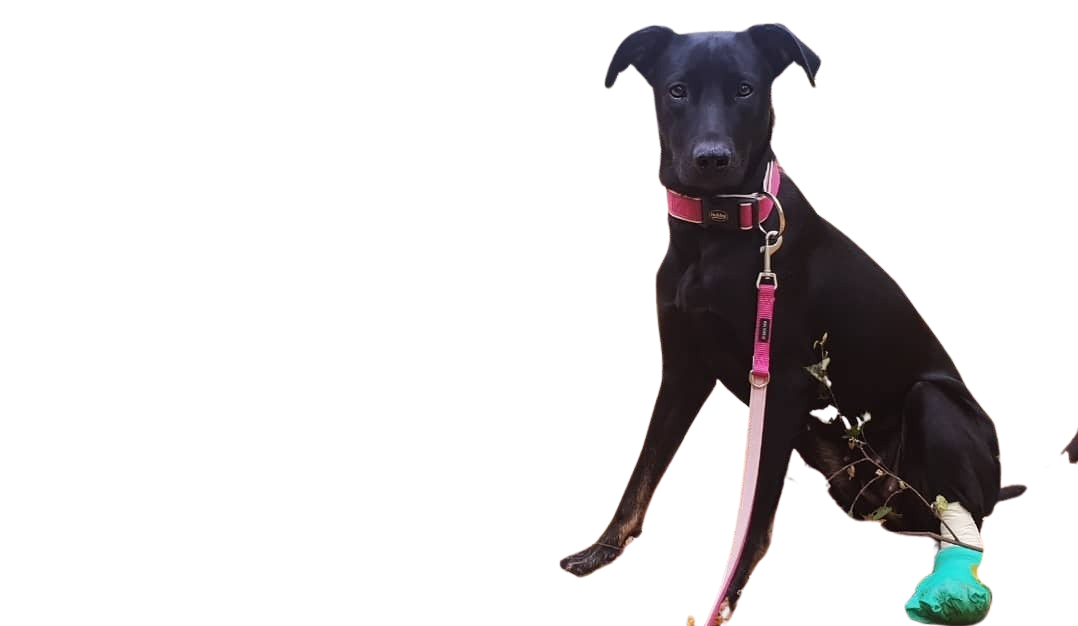 Doberdor: Carácter y Actitud - Fotos de Razas de Perros - dogbible