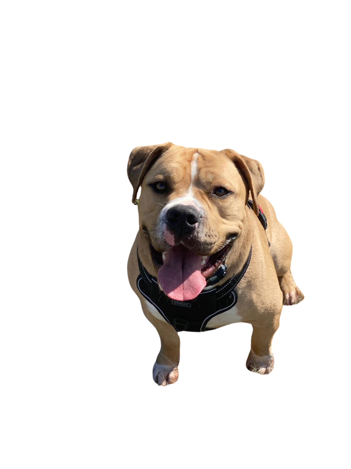 EngAm Bulldog: Carácter y Actitud - Fotos de Razas de Perros - dogbible