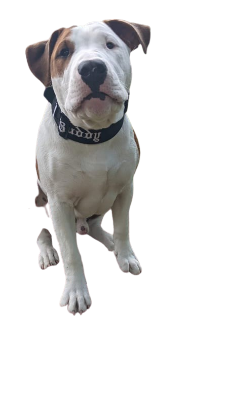 Bulldog Terrier inglés: Carácter y Actitud - Fotos de Razas de Perros ...