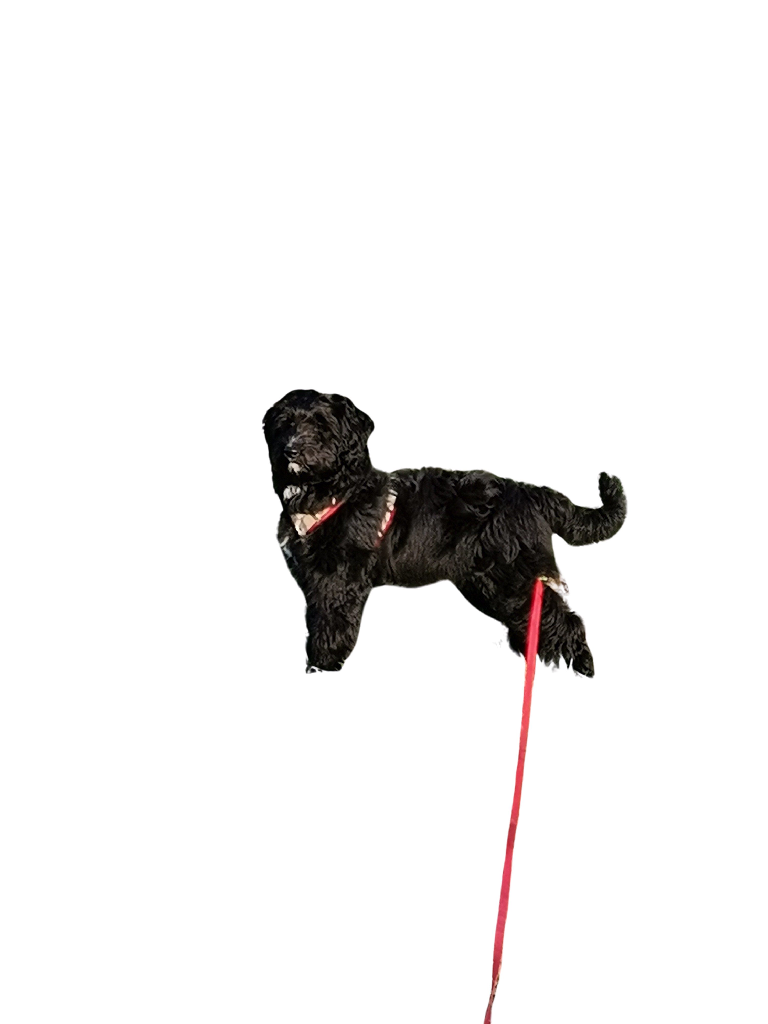 Entledoodle: Carácter y Actitud - Fotos de Razas de Perros - dogbible