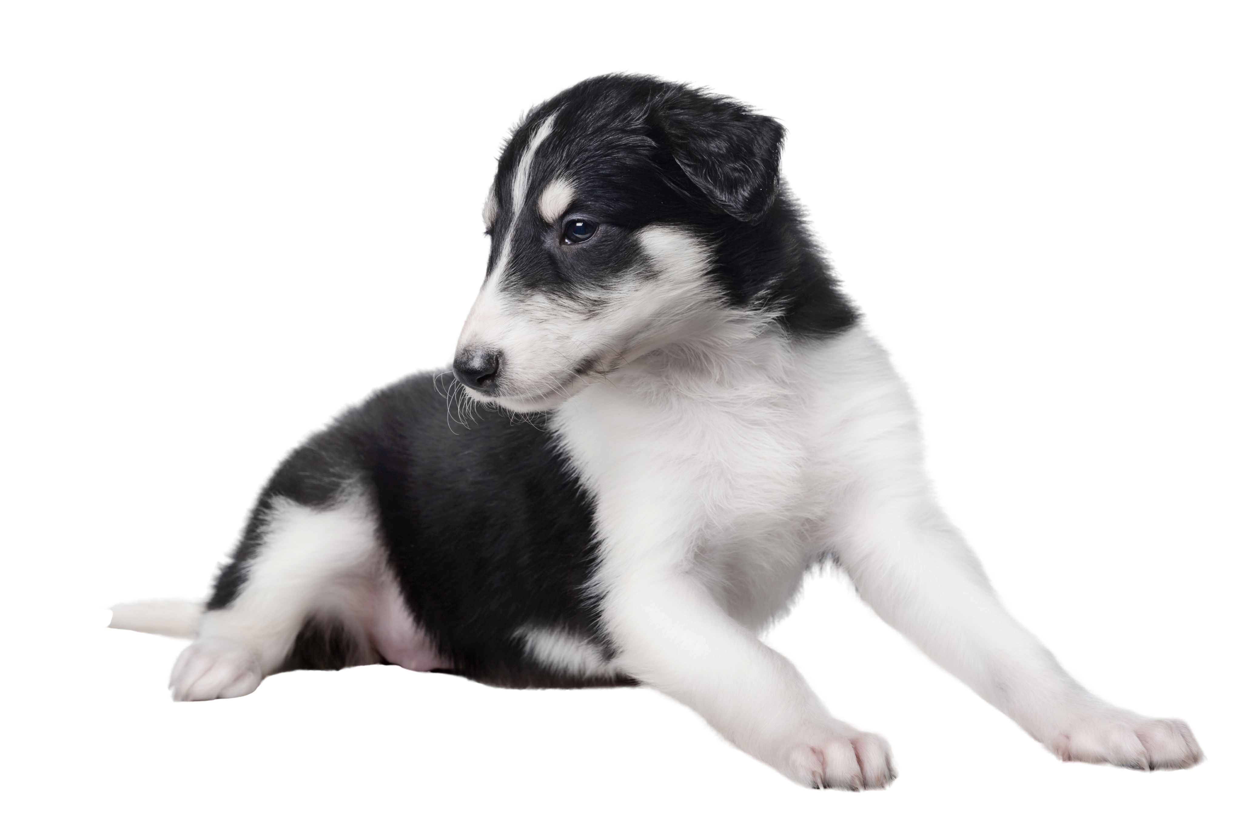 Borzoi: Carácter y Actitud - Fotos de Razas de Perros - dogbible