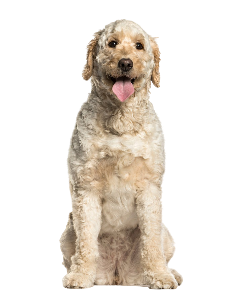 Labradoodle: Carácter y Actitud - Fotos de Razas de Perros - dogbible