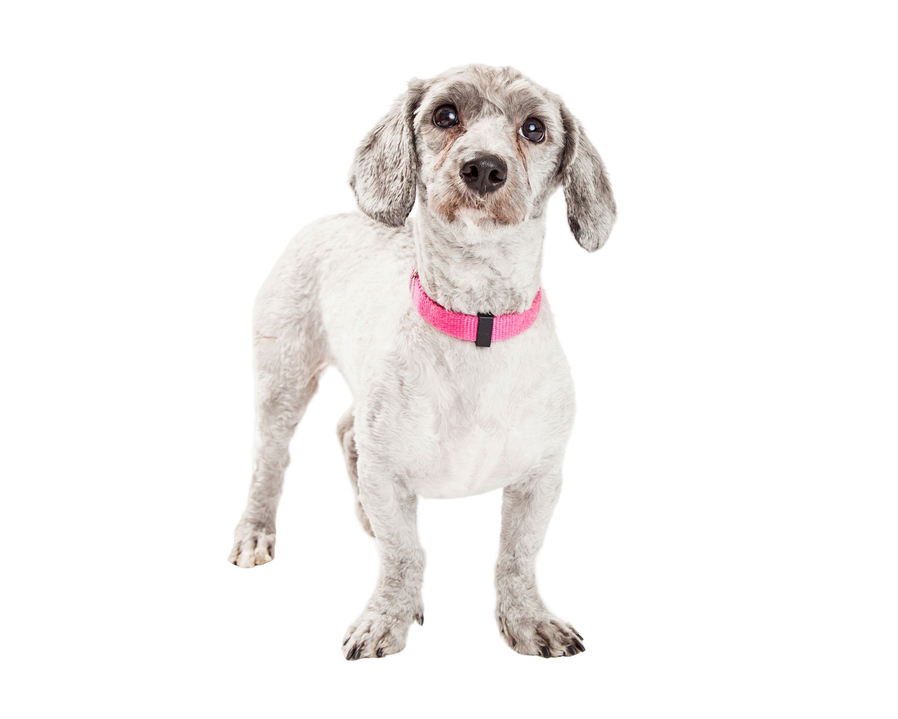 Doxiepoo - Descripción de la raza: Carácter &Co - dogbible