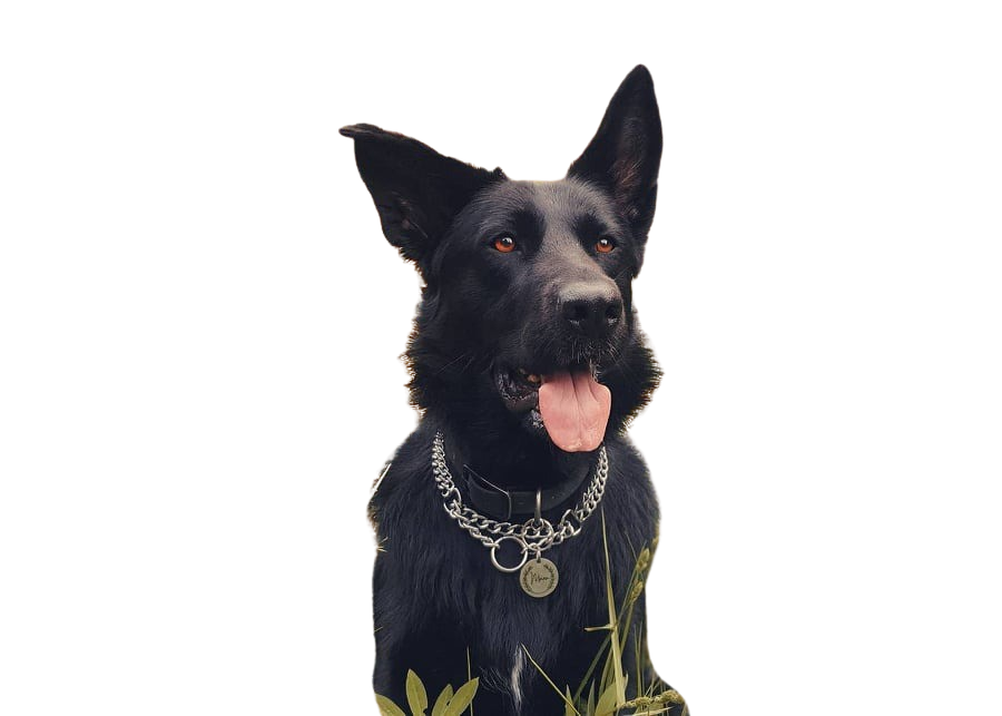 Pastor alemán: Carácter y Actitud - Fotos de Razas de Perros - dogbible