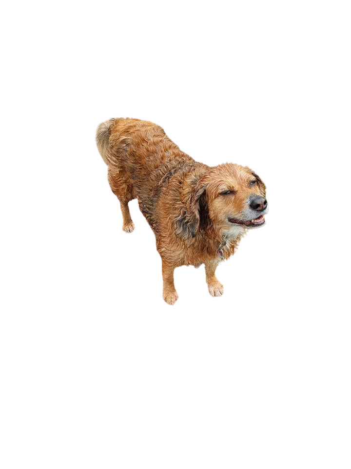 Golden Cocker Retriever: Carácter y Actitud - Fotos de Razas de Perros ...