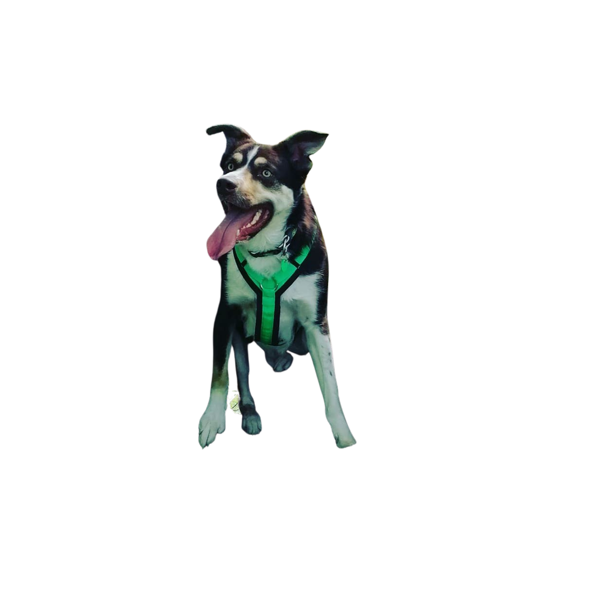 Kelpie Husky: Carácter y Actitud - Fotos de Razas de Perros - dogbible