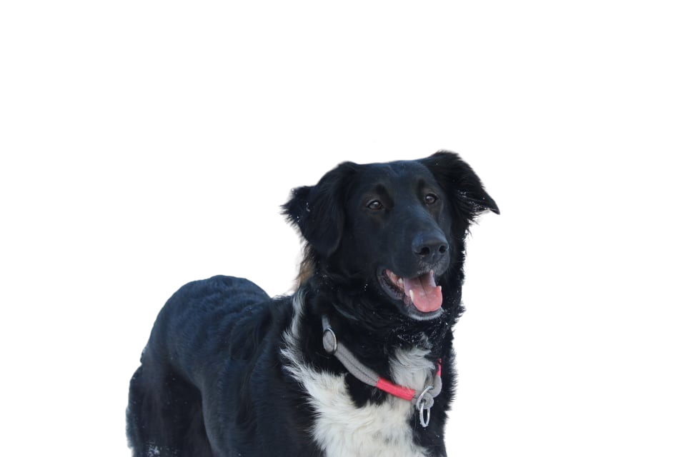 Se Puede Afeitar Una Mezcla De Labrador Border Collie