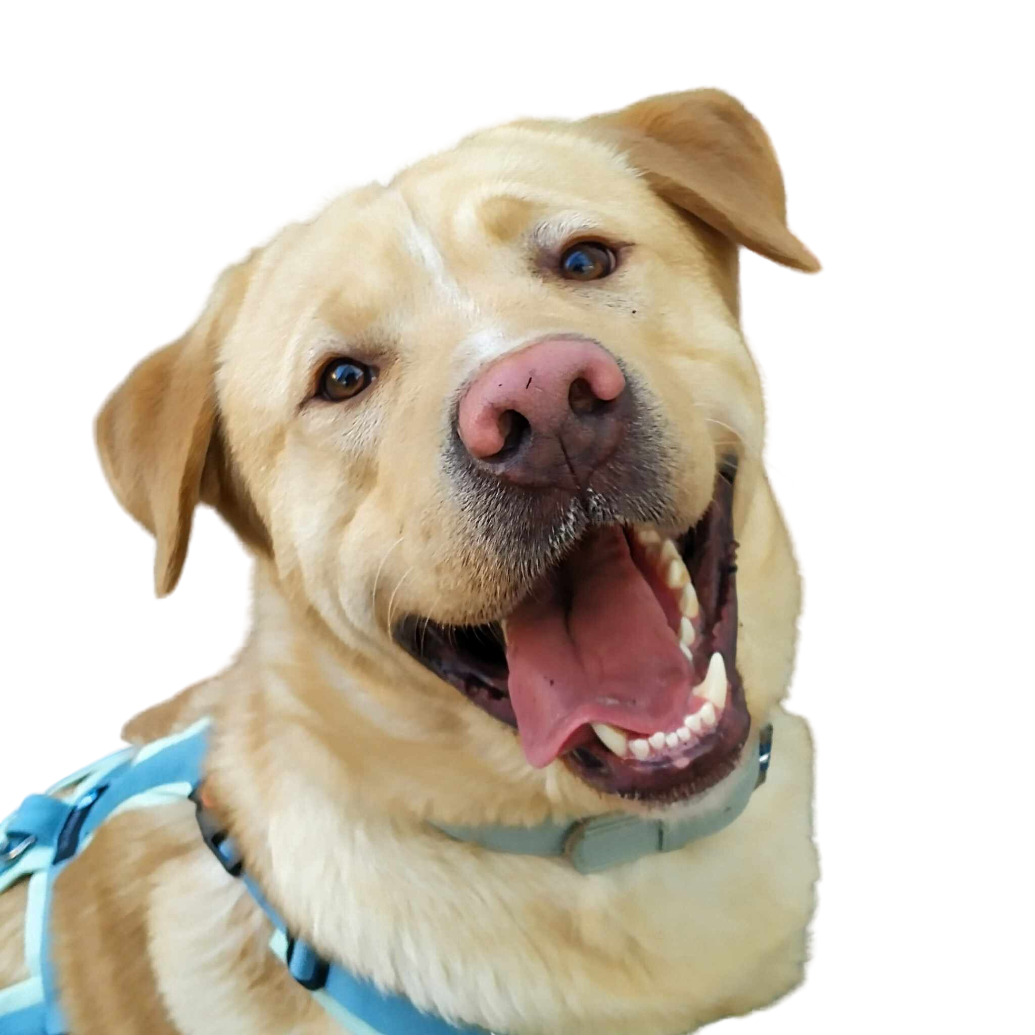 Labrakita: Carácter y Actitud - Fotos de Razas de Perros - dogbible