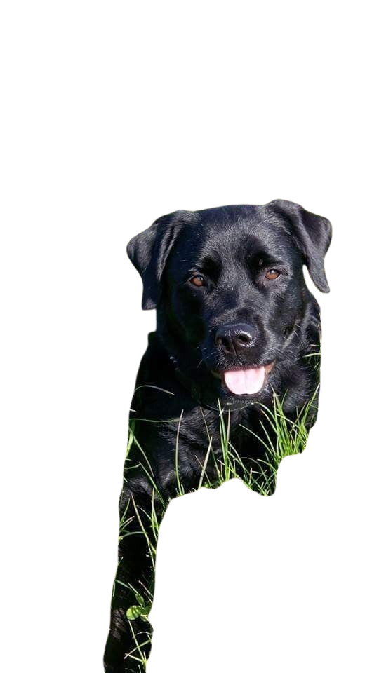 Labrottie: Carácter y Actitud - Fotos de Razas de Perros - dogbible