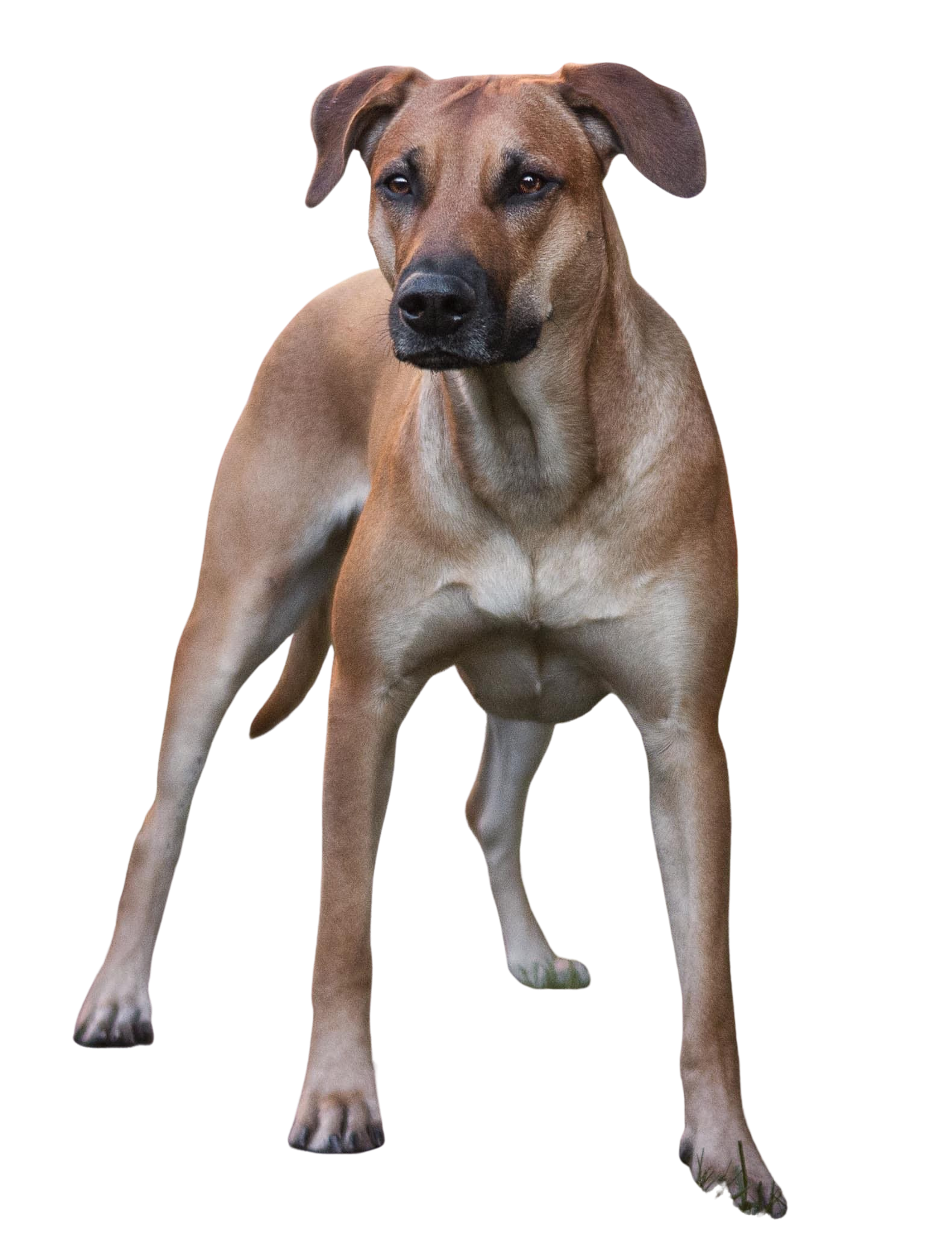 Maliback: Carácter y Actitud - Fotos de Razas de Perros - dogbible