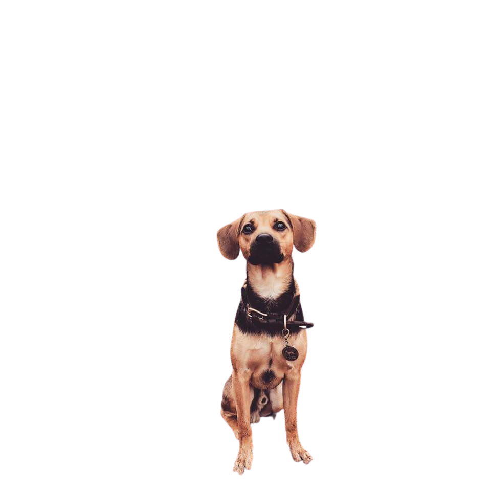Meagle: Carácter y Actitud - Fotos de Razas de Perros - dogbible