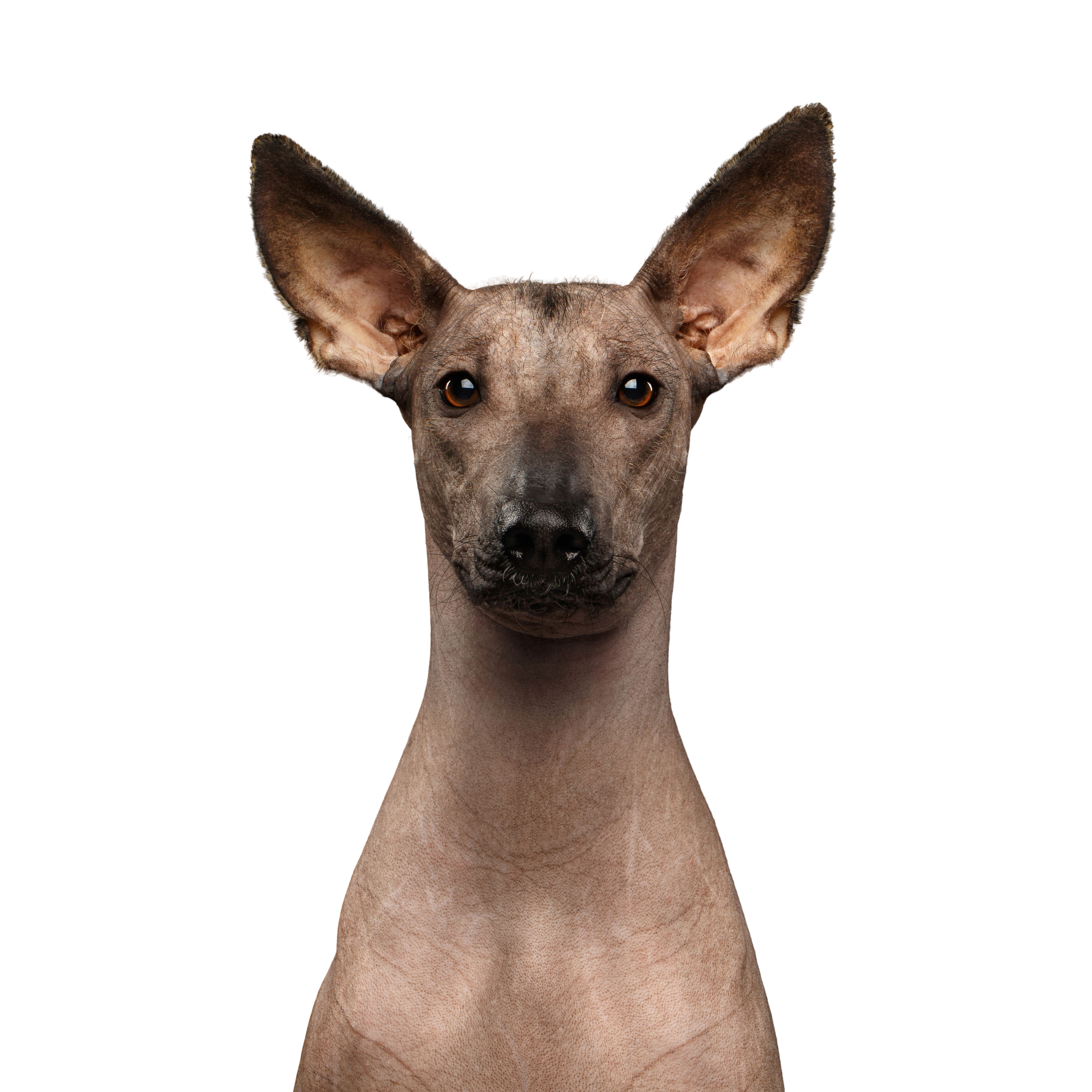 Xoloitzcuintle Con Pelo