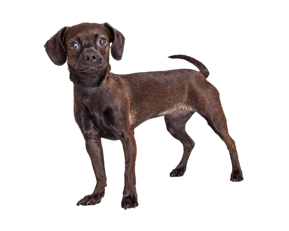 Cheagle: Carácter y Actitud - Fotos de Razas de Perros - dogbible