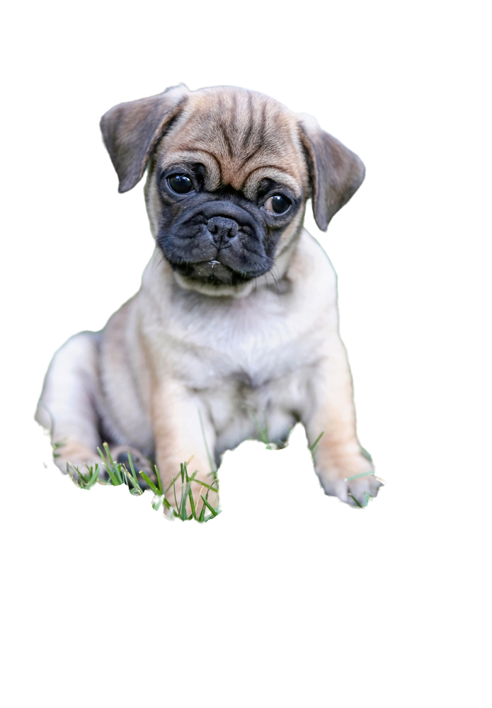 Es Pug Una Raza Mixta