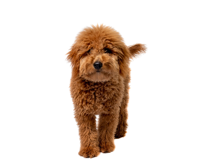 Goldendoodle miniatura: Carácter y Actitud - Fotos de Razas de Perros ...