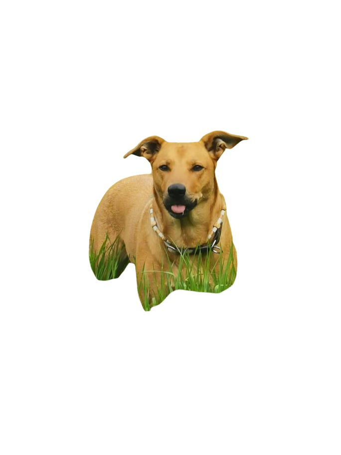 Ridgeback noruego: Carácter y Actitud - Fotos de Razas de Perros - dogbible