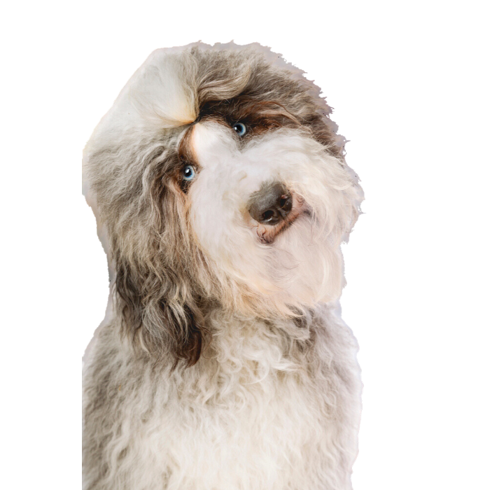 Sheepadoodle: Carácter y Actitud - Fotos de Razas de Perros - dogbible