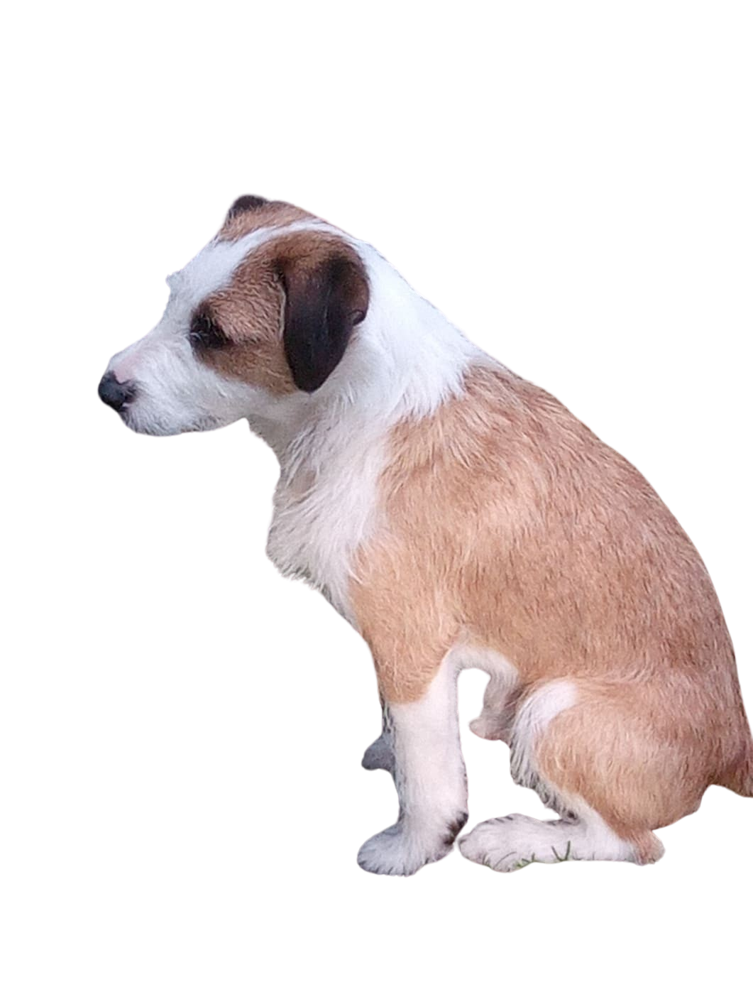 Parson Fox terrier: Carácter y Actitud - Fotos de Razas de Perros ...