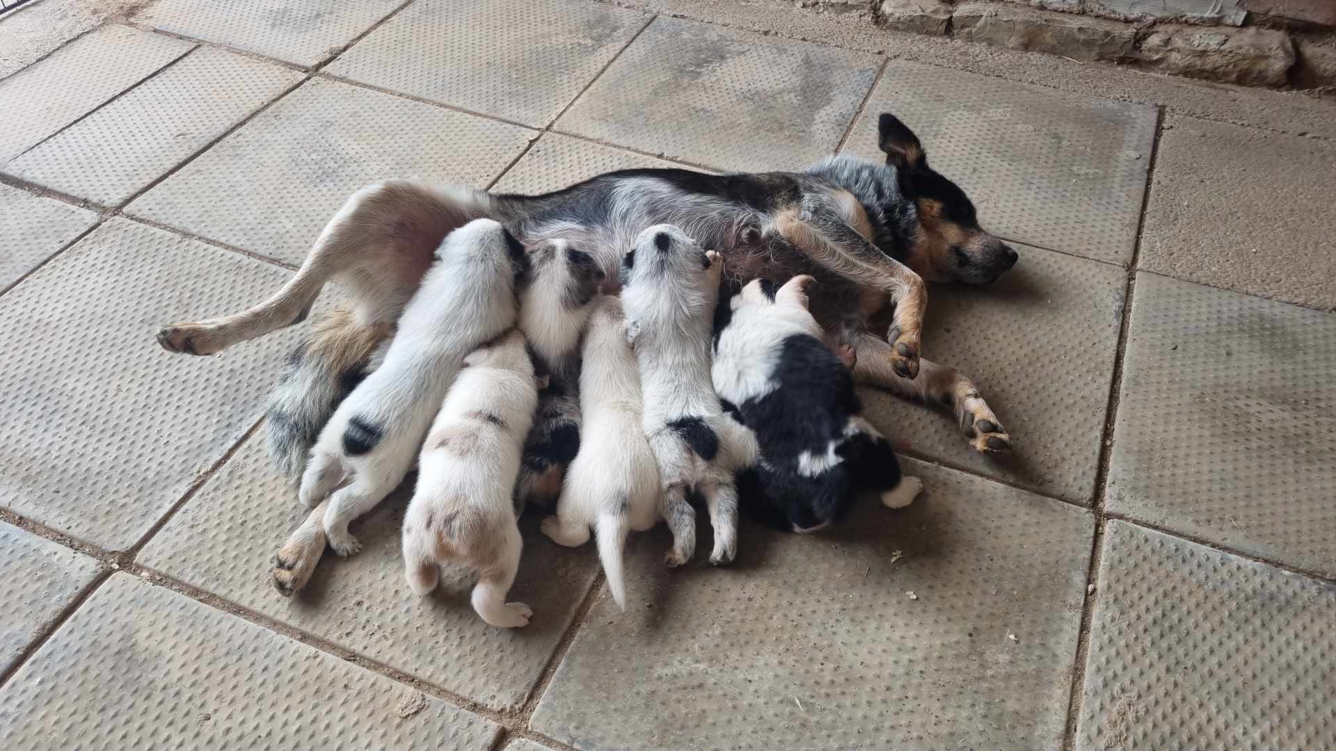 Qué Significa Cuando Los Pezones De Un Perro Macho Están Hinchados