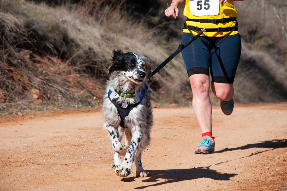 Salir a correr con un perro: consejos para que todo salga bien - dogbible