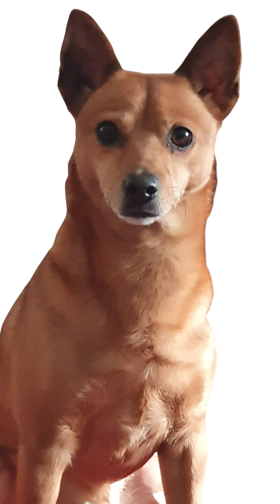 Pineranian: Carácter y Actitud - Fotos de Razas de Perros - dogbible