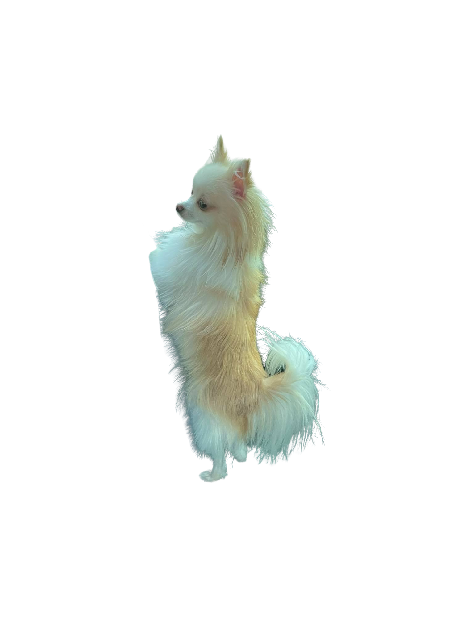 Pomchi: Carácter y Actitud - Fotos de Razas de Perros - dogbible