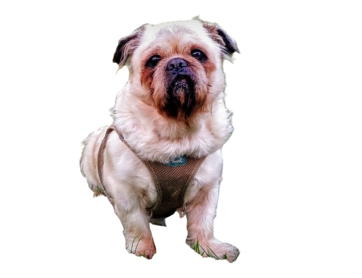 Pug-Zu: Carácter y Actitud - Fotos de Razas de Perros - dogbible