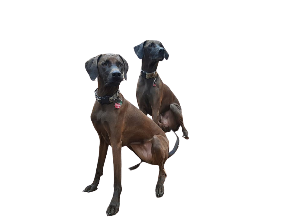 Vizsla rhodesiano: Carácter y Actitud - Fotos de Razas de Perros - dogbible