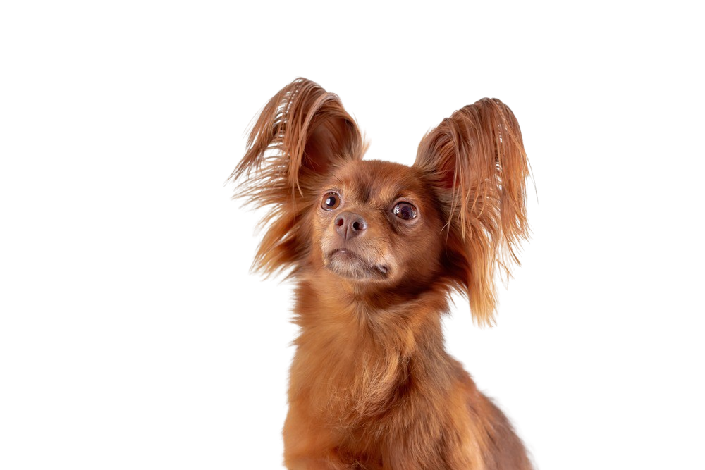 Perro miniatura ruso: Carácter y Actitud - Fotos de Razas de Perros ...